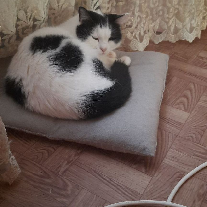 Кошачки ищат дом