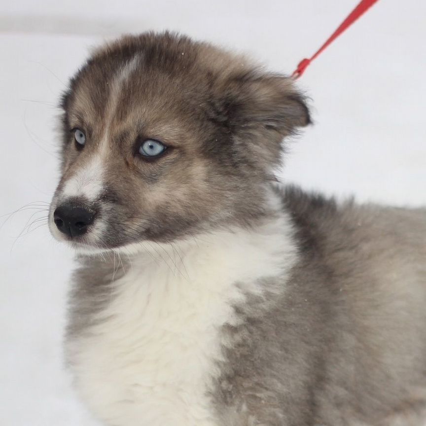 Бисси в поисках дома