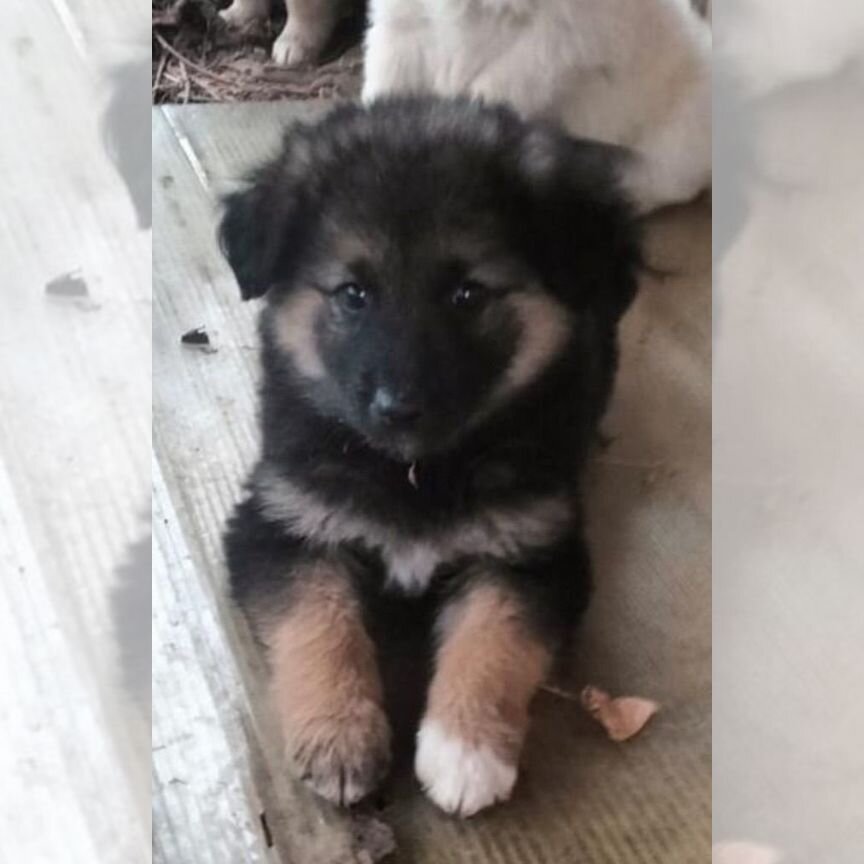 Щенок в добрые руки