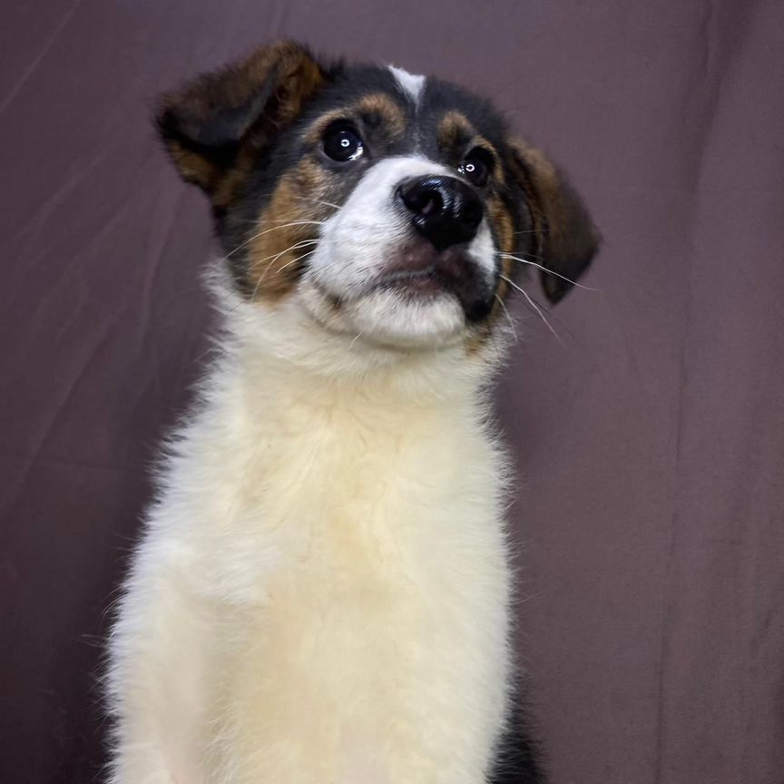 Щенки ищут дом