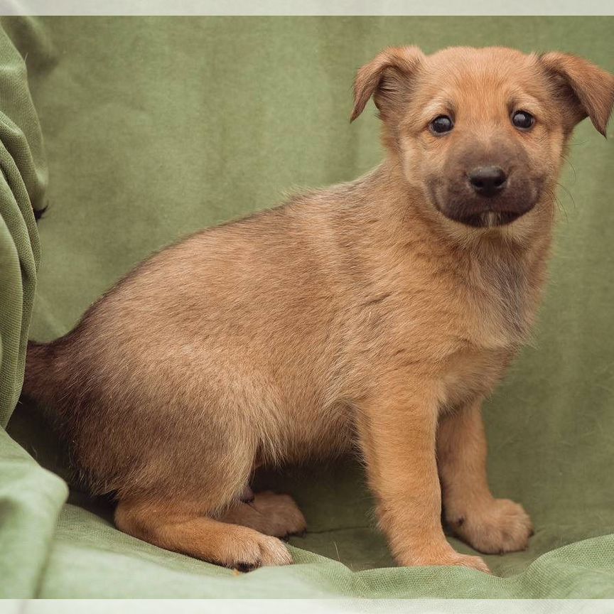 Щенок в добрые руки