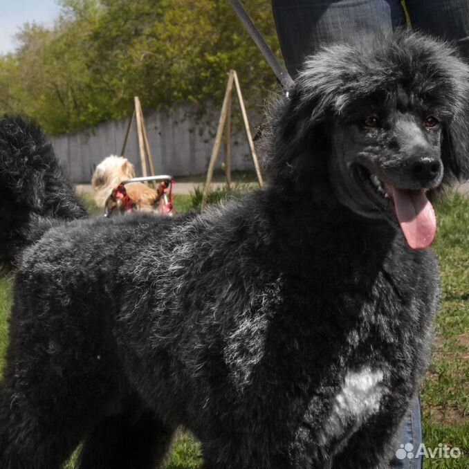 Есения - королева сердец