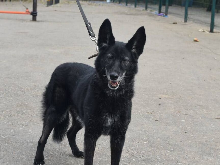 Собака из приюта в добрые руки