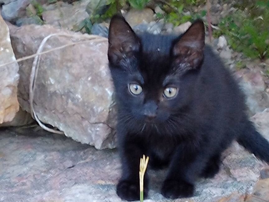 Котёнок в добрые руки