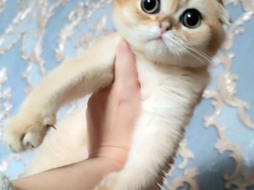 Шикарные плюшки