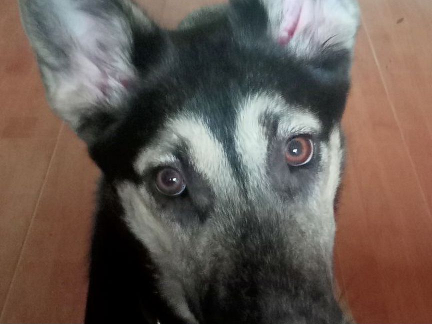 Метис немецкой овчарки