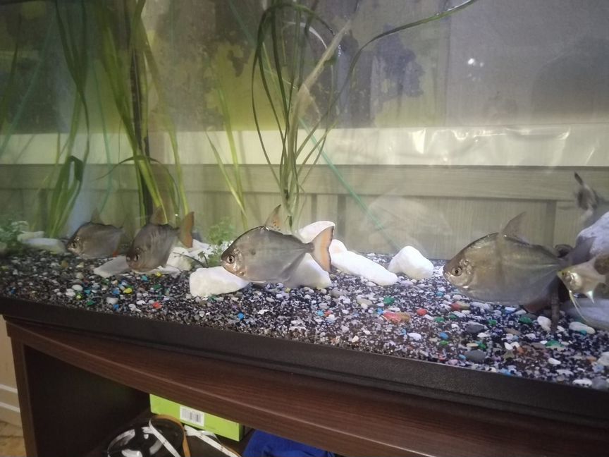 Аквариумные рыбки