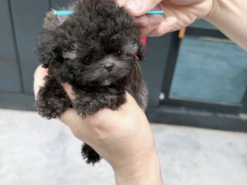 Мальчик мальтипу мини щенок из Кореи