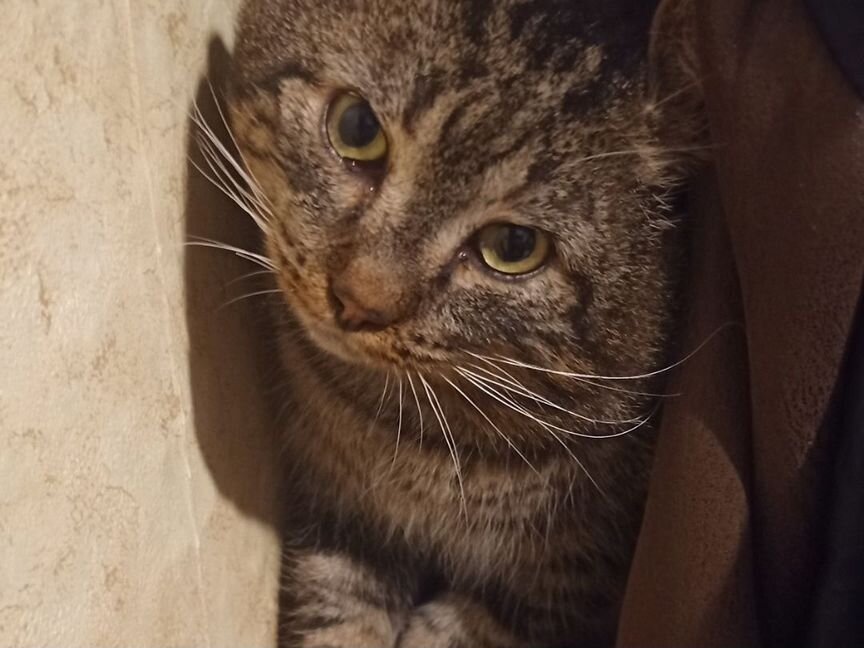 Отдам кота в добрые руки