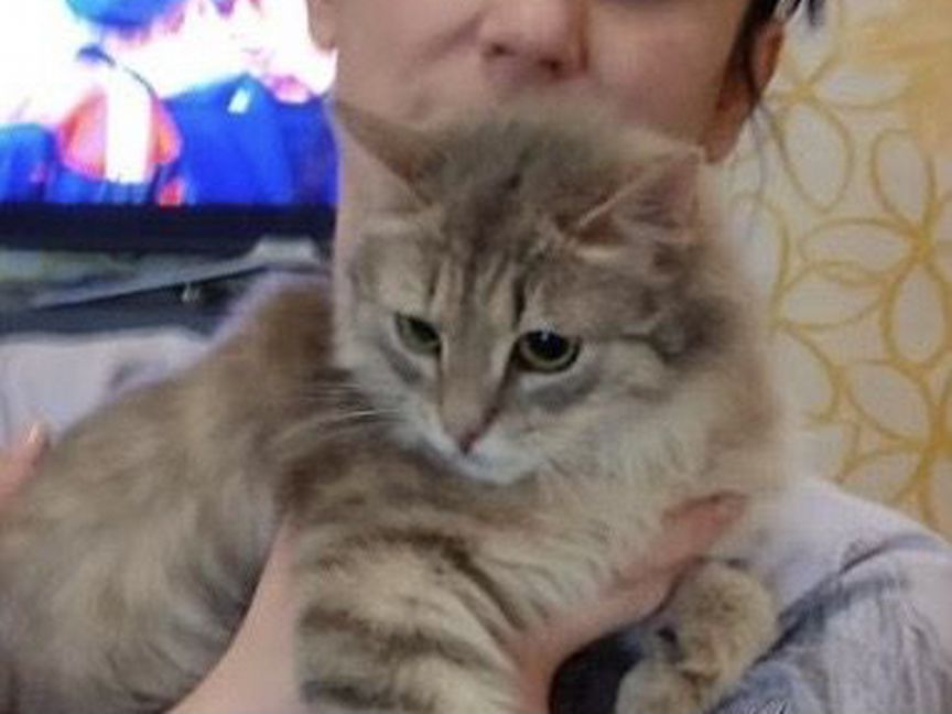 Котёнок Мишелька