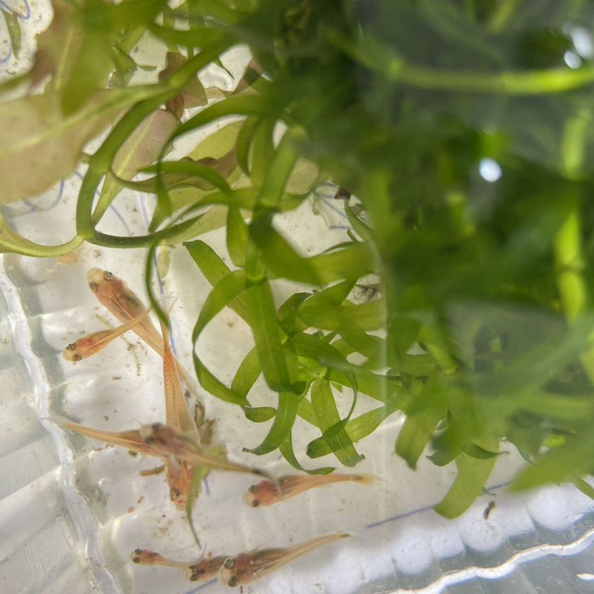 Водоросли и мальки гуппи красные