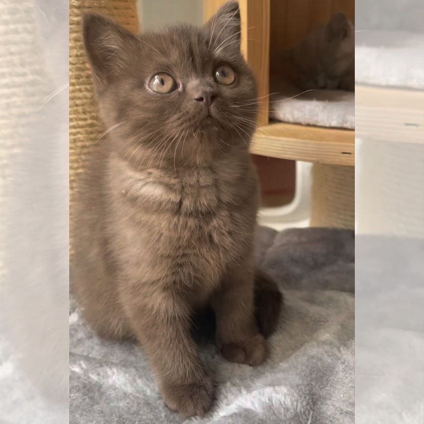 Британский короткошёрстный котёнок