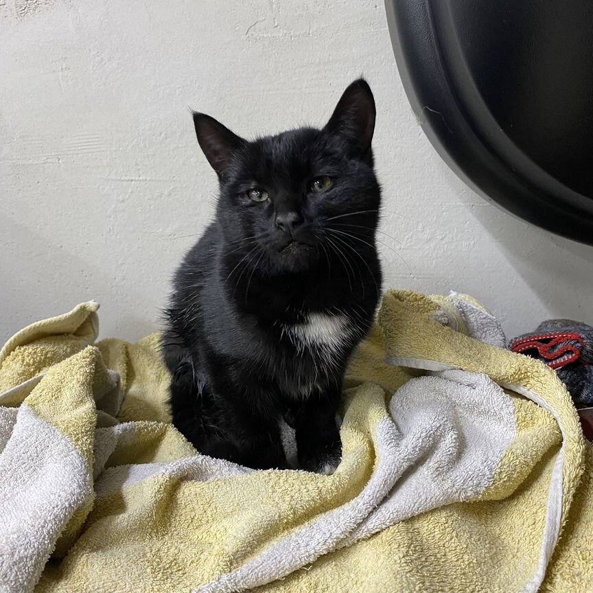 Отдам бесплатно котёнок-мальчик