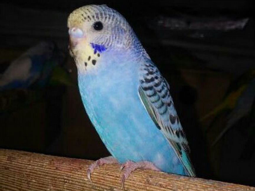 Волнистые попугаи и кареллы