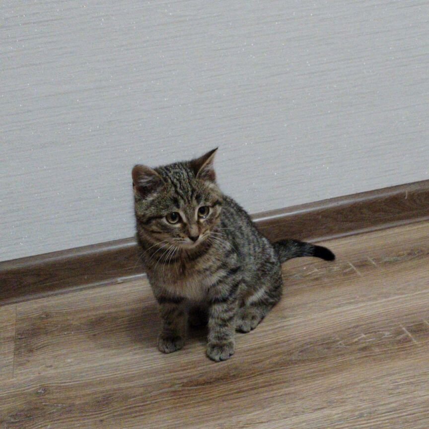 Котенок-маленький тигренок