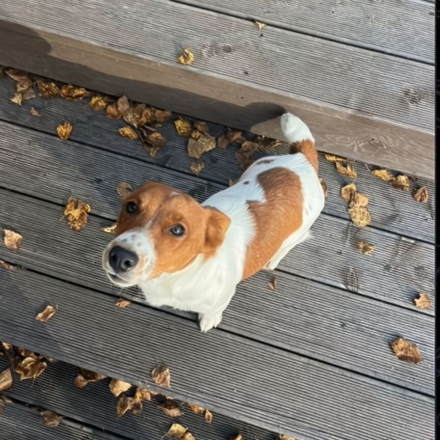 Джек-рассел-терьер, взрослый пёс