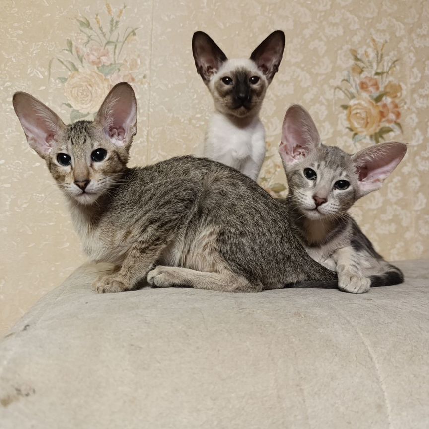 Ориентальная