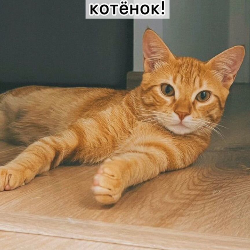 Котёнок в добрые руки