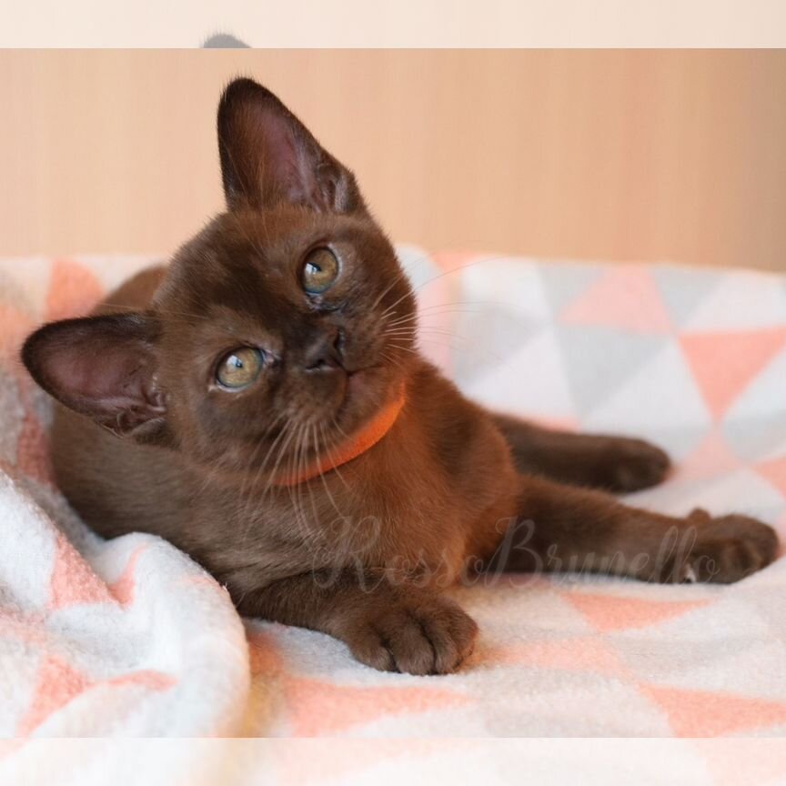Бурманские котята