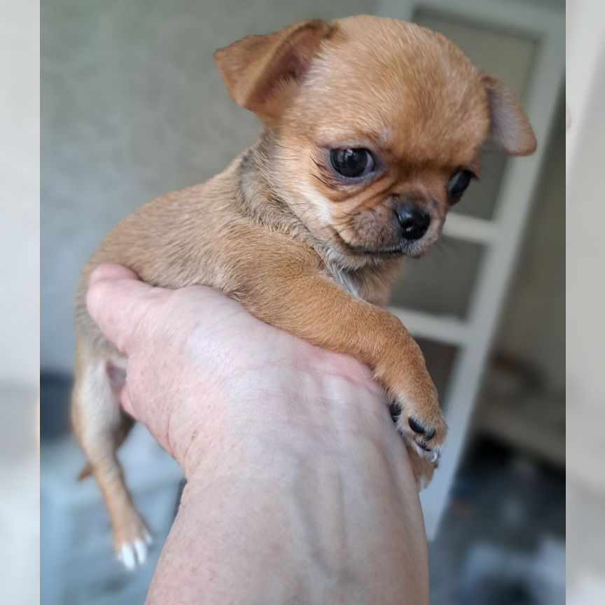 Щенки чихуахуа мини девочка