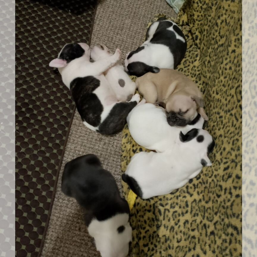 Французский бульдог, щенок