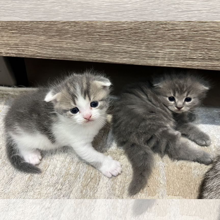 Шотландский вислоухий длинношёрстный котёнок