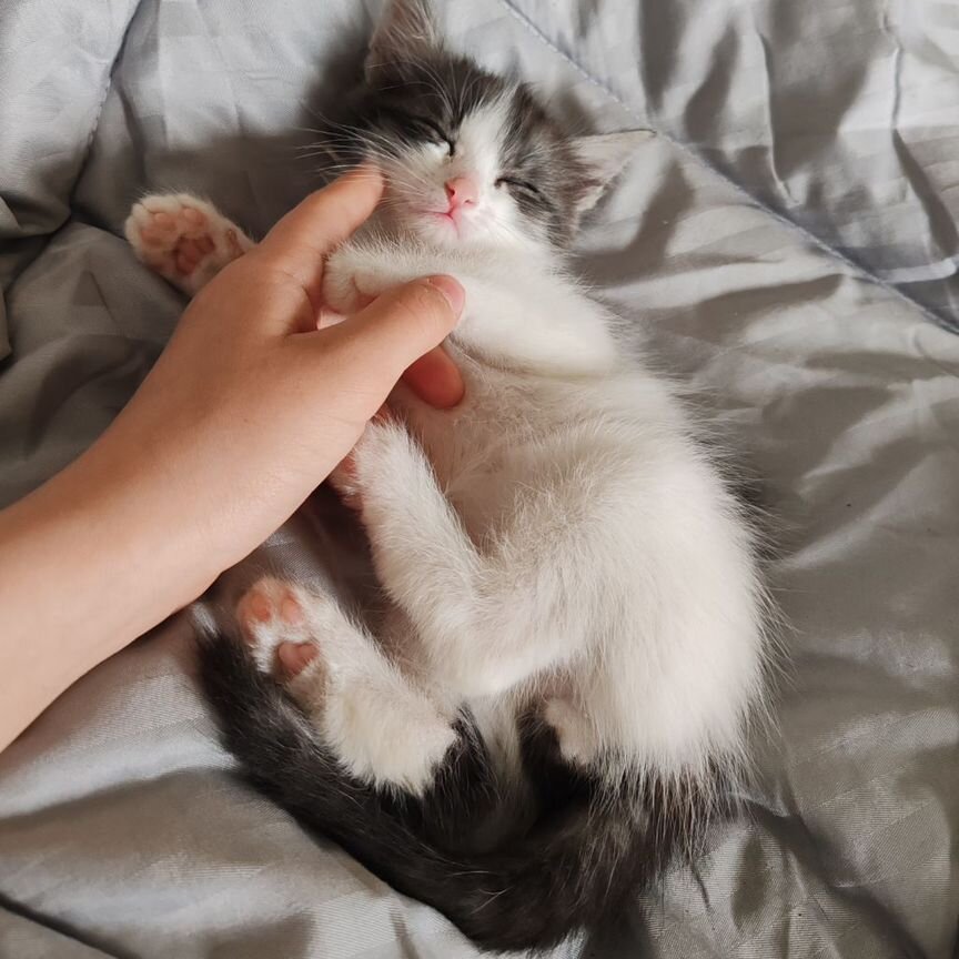 Котята в добрые руки бесплатно мальчик