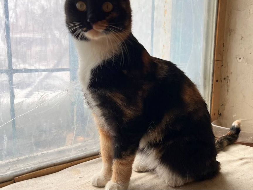 Кошка в добрые руки