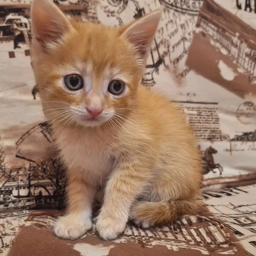 Котёнок в добрые руки