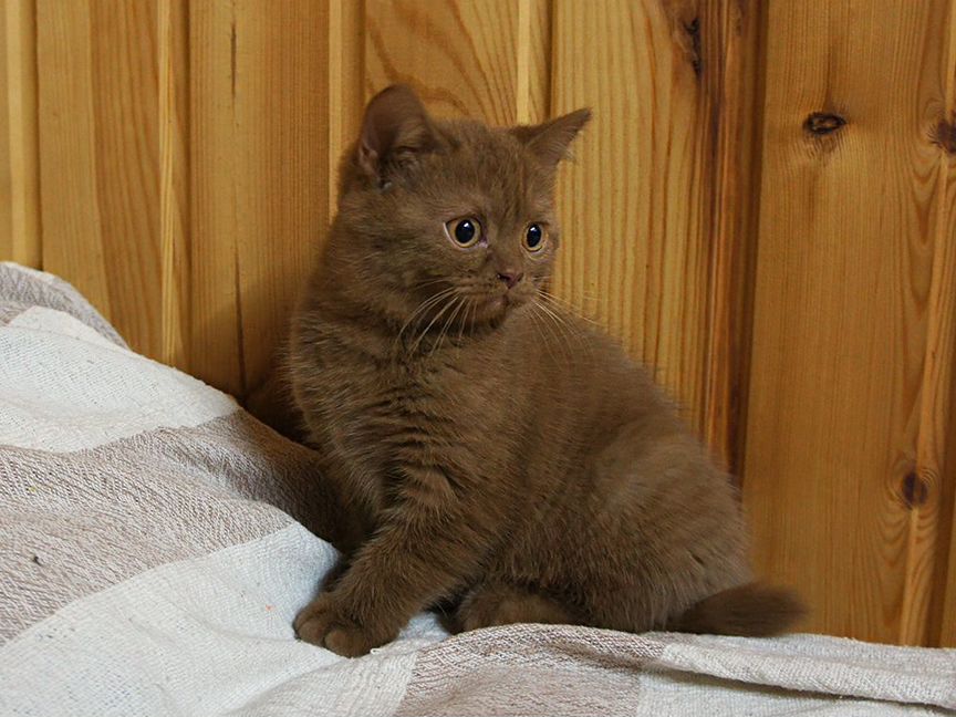Британские циннамоновые котята