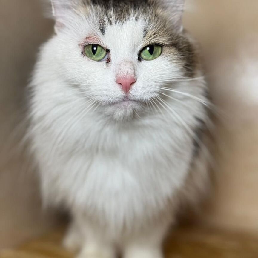 Кошка в добрые руки