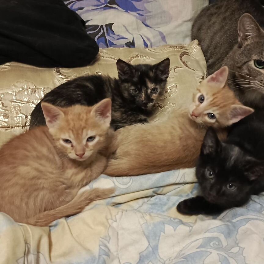 Котёнок в добрые руки