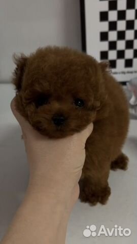 Тикап тедди мальчик, почти 5 мес (мальтипу)