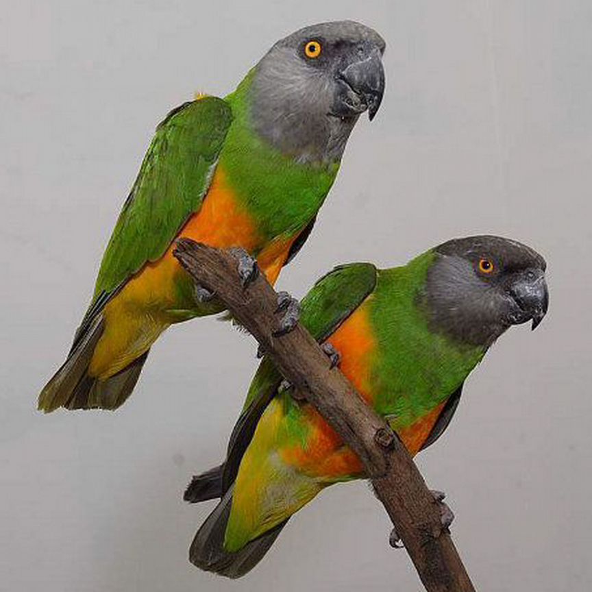 Сенегальский попугай