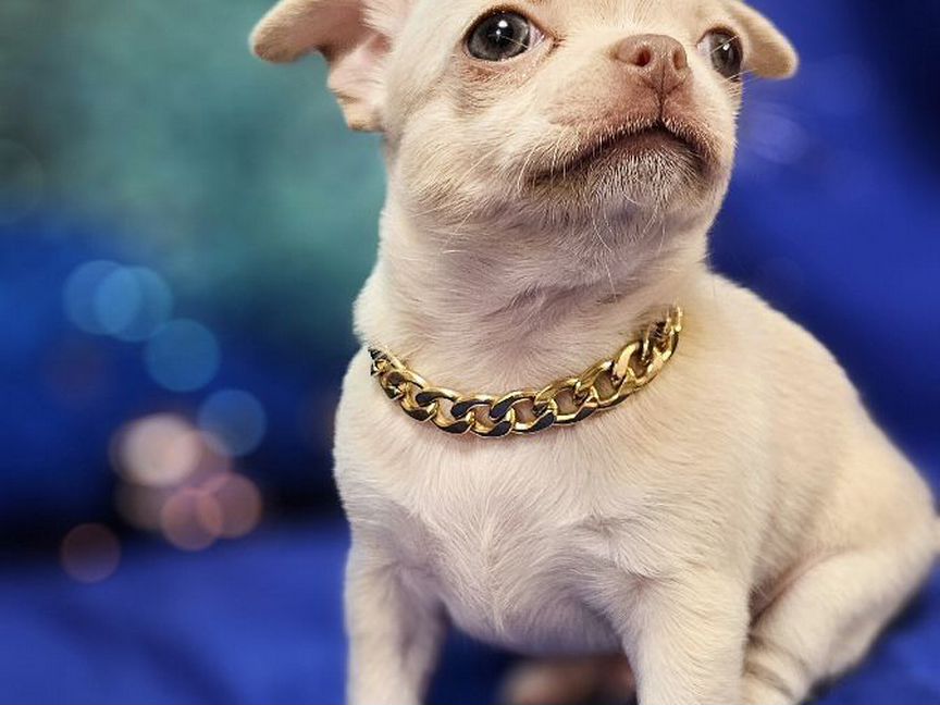 Изабелловый мальчик чихуахуа