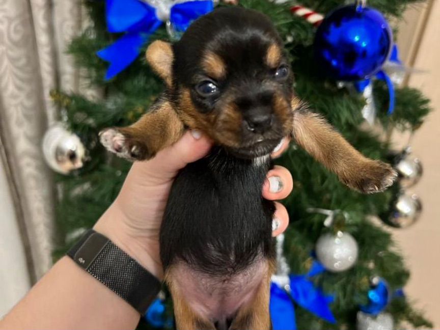 Йоркширский терьер