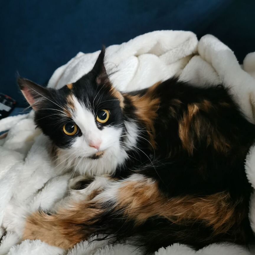 Найдена кошечка