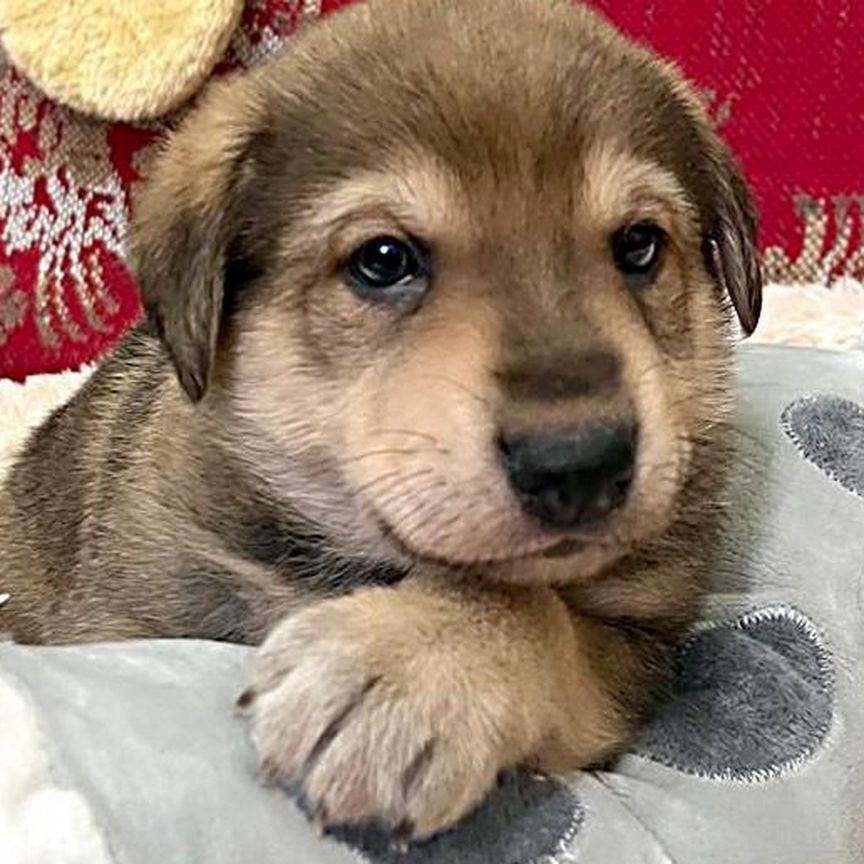 Щенок в добрые руки