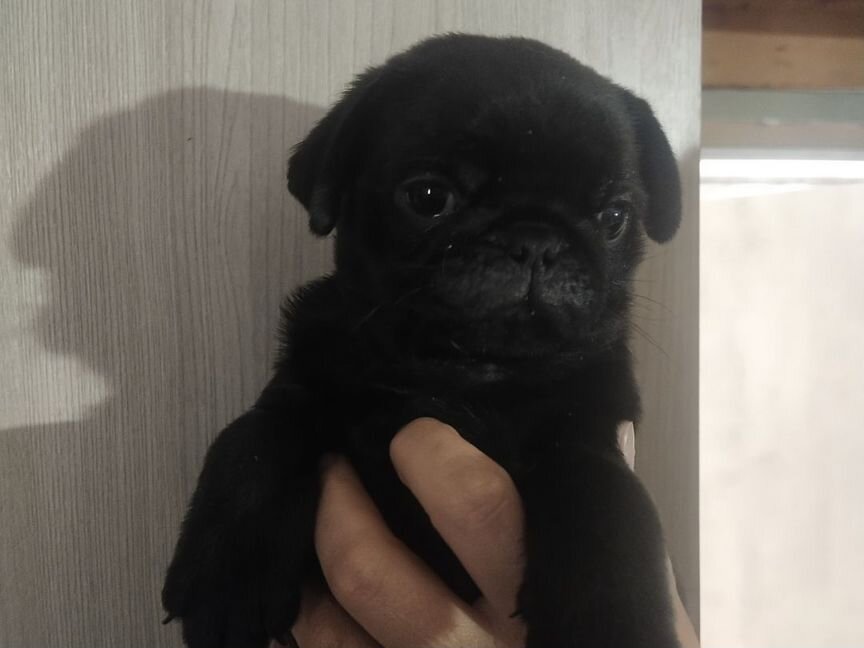 Щенки мопса мальчики