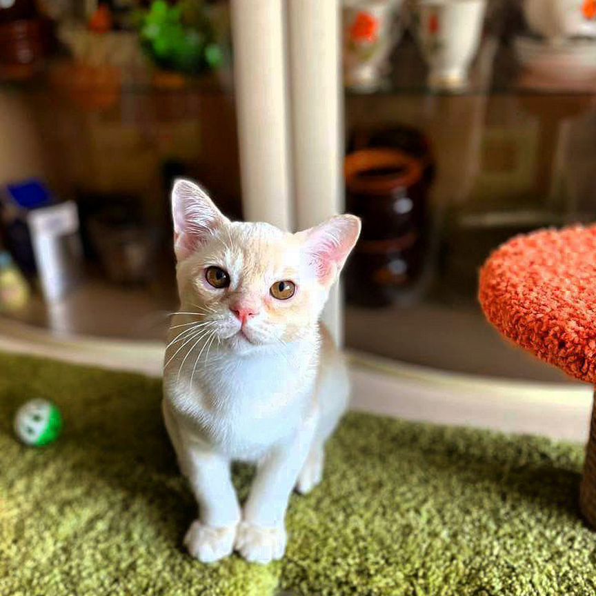 Кремовый бурманский мальчик