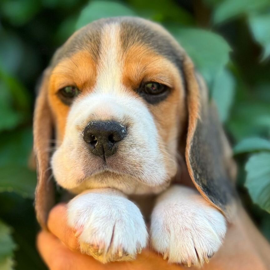 Щенки бигль