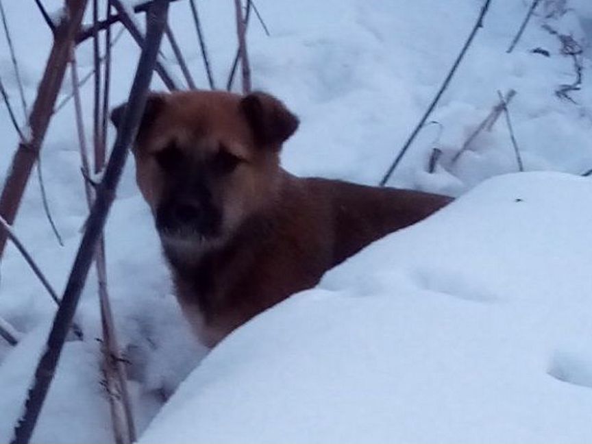 Забавный рыжий щенок Эвва