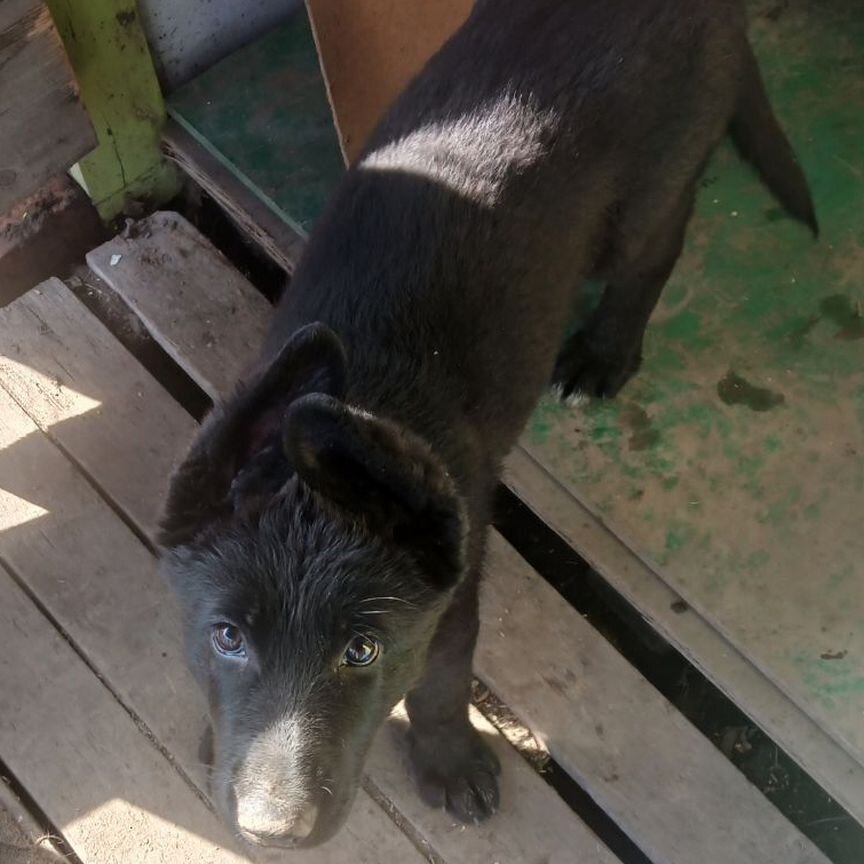 Немецкая овчарка, щенок