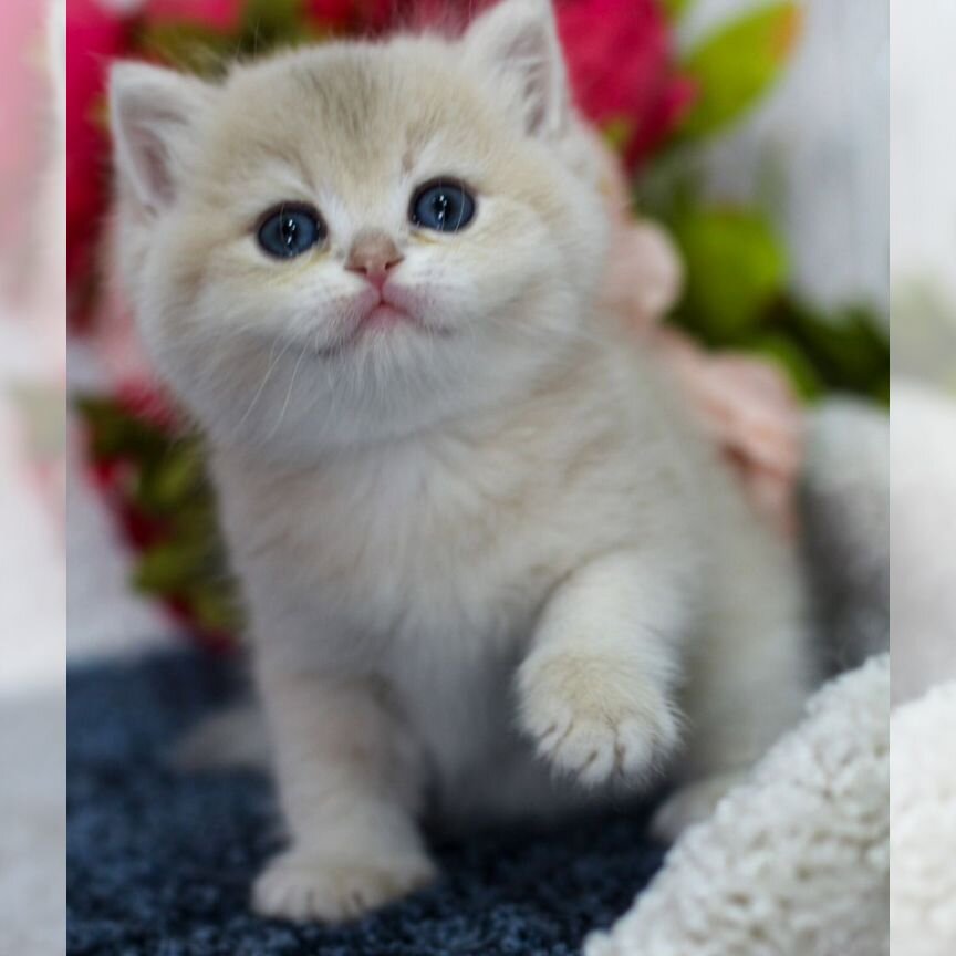Британский короткошёрстный котёнок
