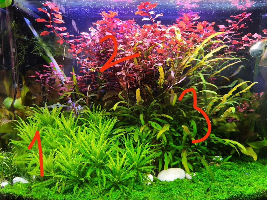Аквариумные растения