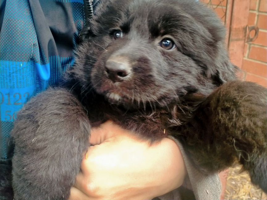 Собака в добрые руки щенок