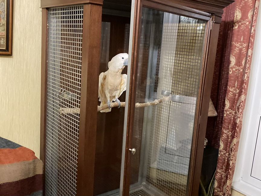 Клетка витрина для птиц