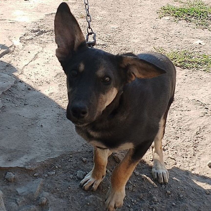 Отдам даром добрые руки щенка мальчик4,5месяца