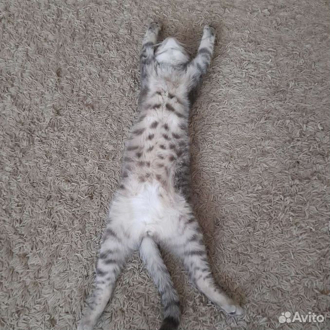 Кот Симба британский - Шотландский 2,5 года
