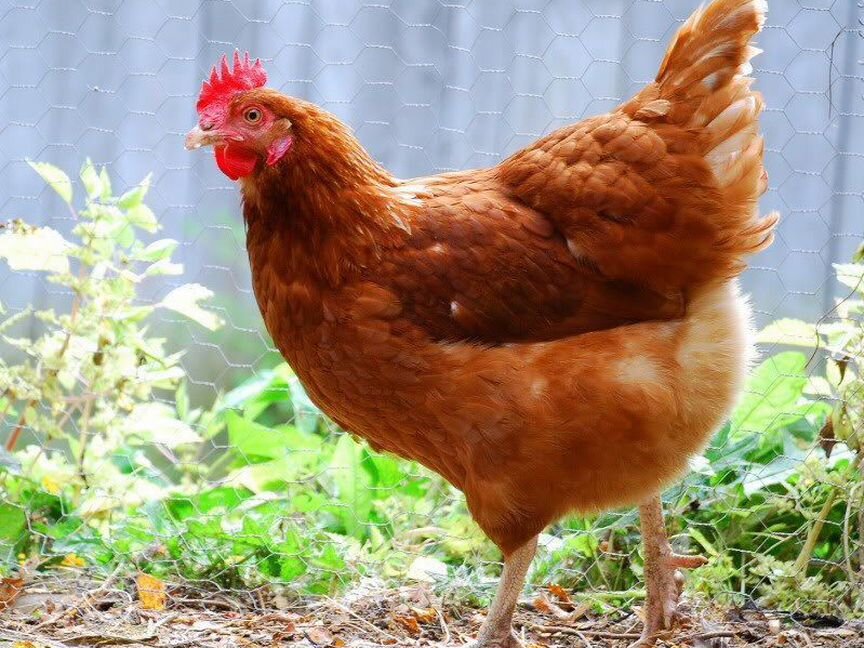 Продаю молодок и двух петухов